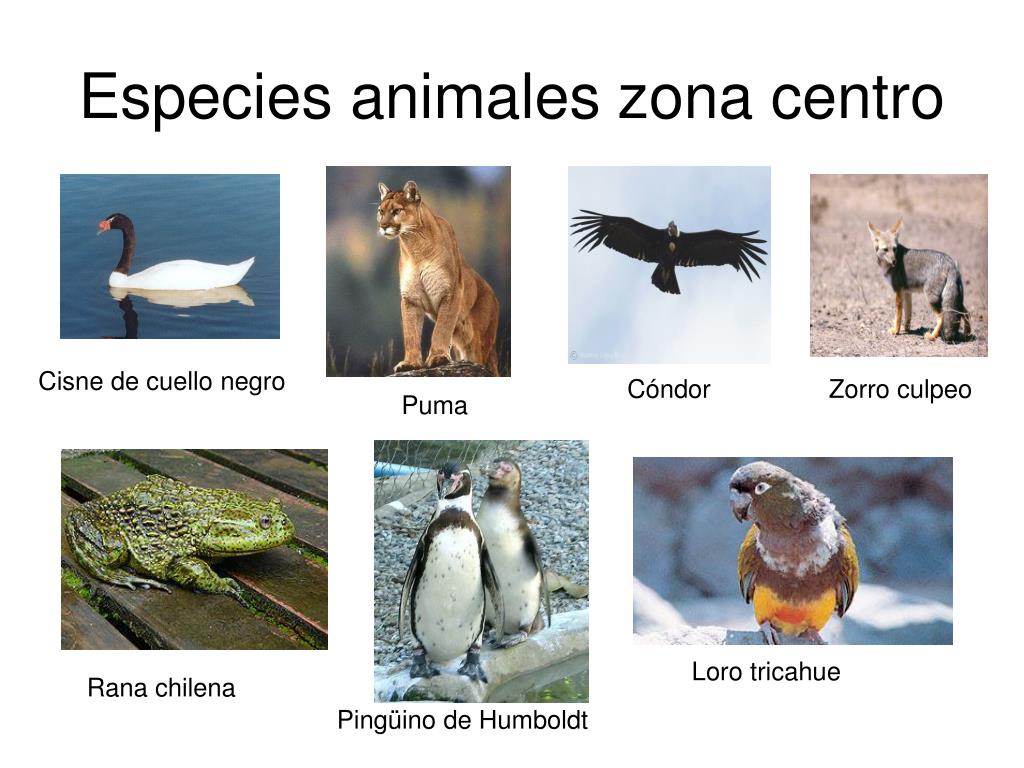 PPT - Los seres vivos en la naturaleza PowerPoint Presentation, free ...