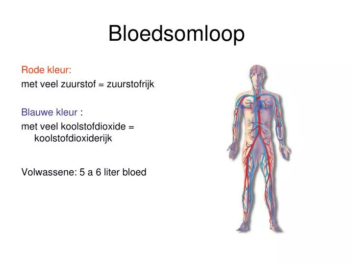 PPT - Bloedsomloop PowerPoint Presentation, free download - ID:4810344