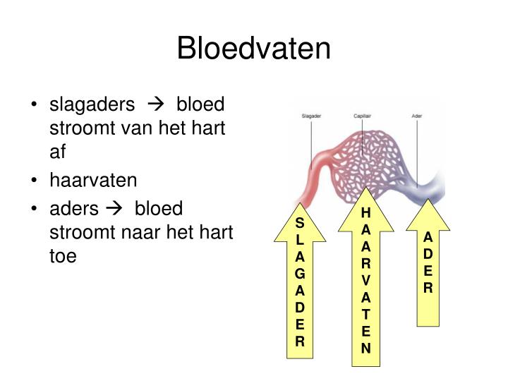 PPT - Bloedsomloop PowerPoint Presentation - ID:4810344