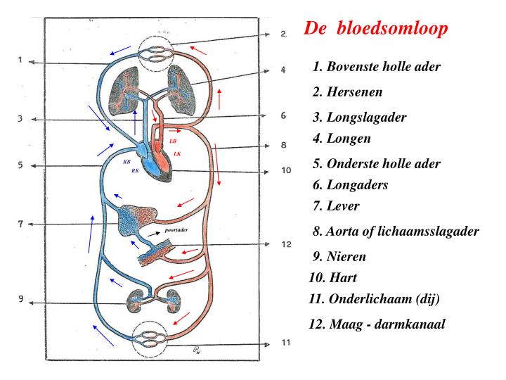 PPT - Bloedsomloop PowerPoint Presentation - ID:4810344