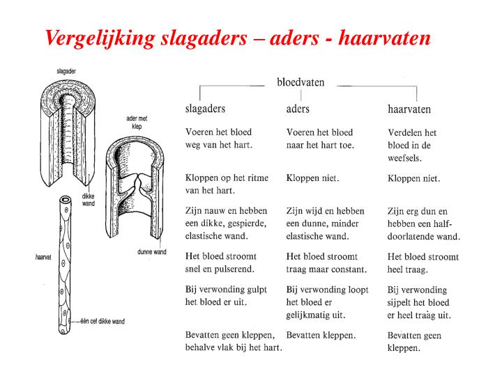 PPT - Bloedsomloop PowerPoint Presentation - ID:4810344
