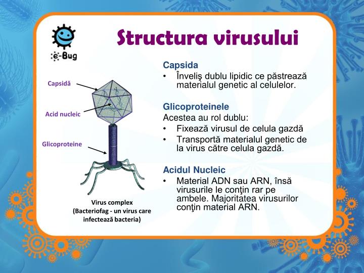 PPT - Ce sunt microorganismele? PowerPoint Presentation - ID:4810598