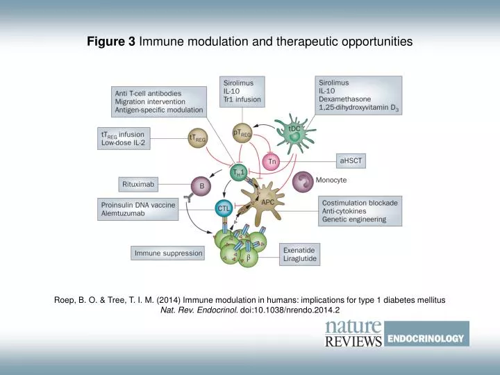 PPT - Figure 3 Immune modulation and therapeutic opportunities ...