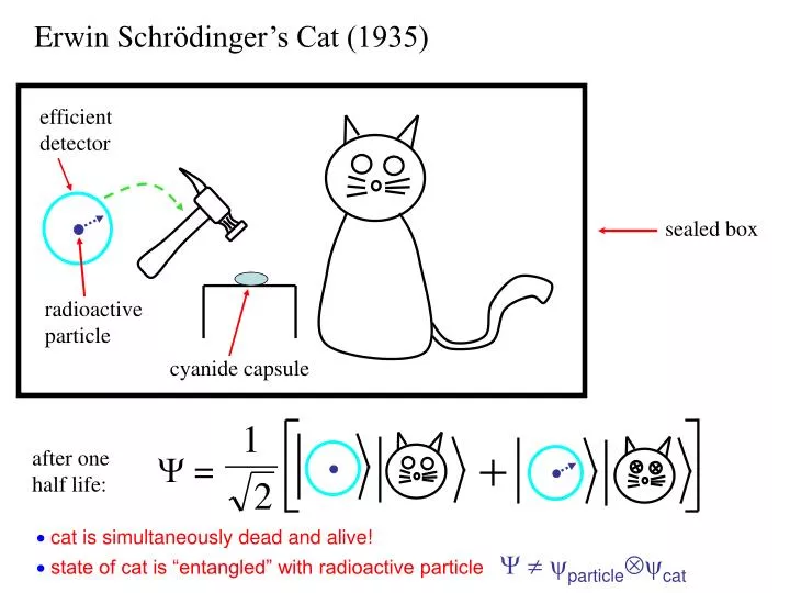 PPT - Erwin Schr ödinger’s Cat (1935) PowerPoint Presentation, free download - ID:4810793
