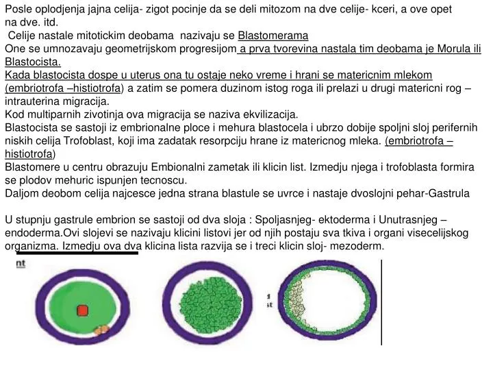 PPT - Embriogeneza PowerPoint Presentation, free download - ID:4811093
