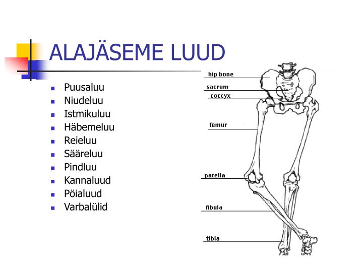 PPT - TUGI- JA LIIKUMISAPARAAT PowerPoint Presentation - ID:4811782