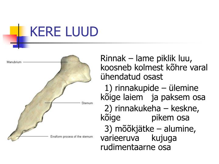 PPT - TUGI- JA LIIKUMISAPARAAT PowerPoint Presentation - ID:4811782