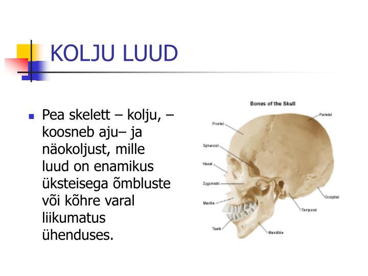 PPT - TUGI- JA LIIKUMISAPARAAT PowerPoint Presentation - ID:4811782