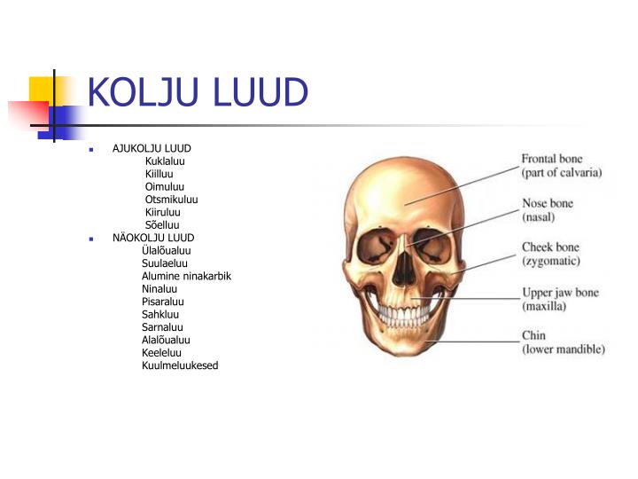 PPT - TUGI- JA LIIKUMISAPARAAT PowerPoint Presentation - ID:4811782