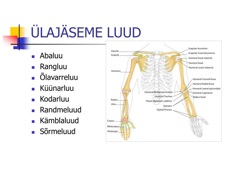 PPT - TUGI- JA LIIKUMISAPARAAT PowerPoint Presentation - ID:4811782