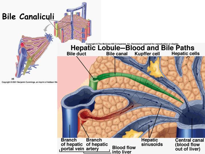 PPT - 消 化 腺 Digestive Gland PowerPoint Presentation - ID:4811839