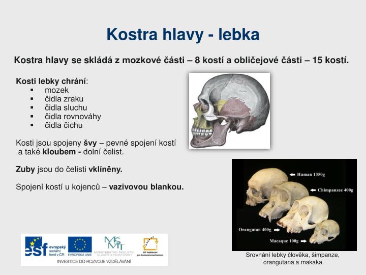 PPT - S oustava opěrná – lebka PowerPoint Presentation - ID:4811986