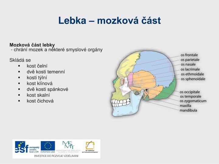 PPT - S oustava opěrná – lebka PowerPoint Presentation - ID:4811986