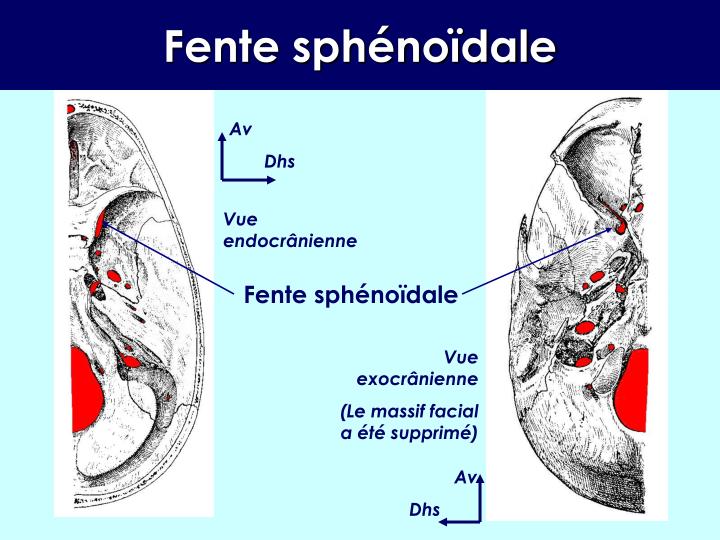 PPT - TROUS DE LA BASE Étage moyenr PowerPoint Presentation - ID:4812464