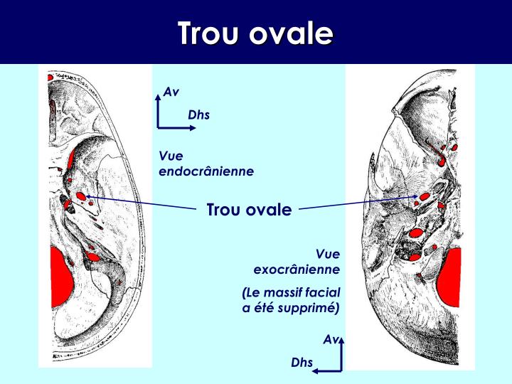PPT - TROUS DE LA BASE Étage moyenr PowerPoint Presentation - ID:4812464