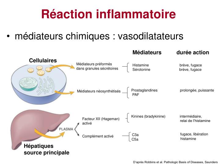 PPT - Réaction inflammatoire aigue et chronique PowerPoint Presentation ...
