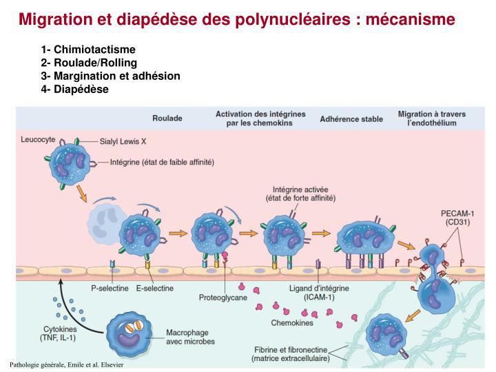 PPT - Réaction inflammatoire aigue et chronique PowerPoint Presentation ...