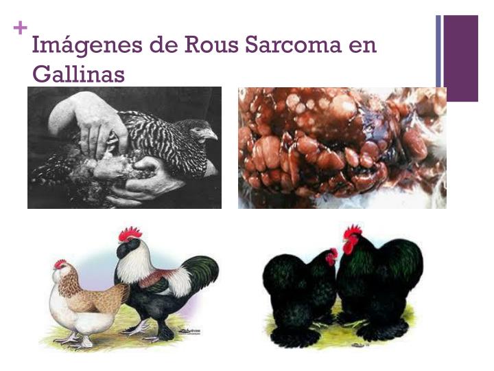 PPT - Rous Sarcoma Virus PowerPoint Presentation - ID:4814142