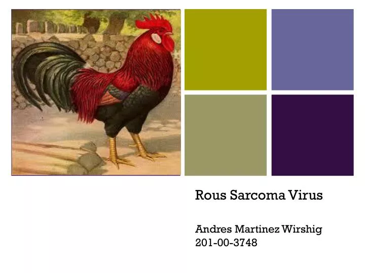 PPT - Rous Sarcoma Virus PowerPoint Presentation, free download - ID ...