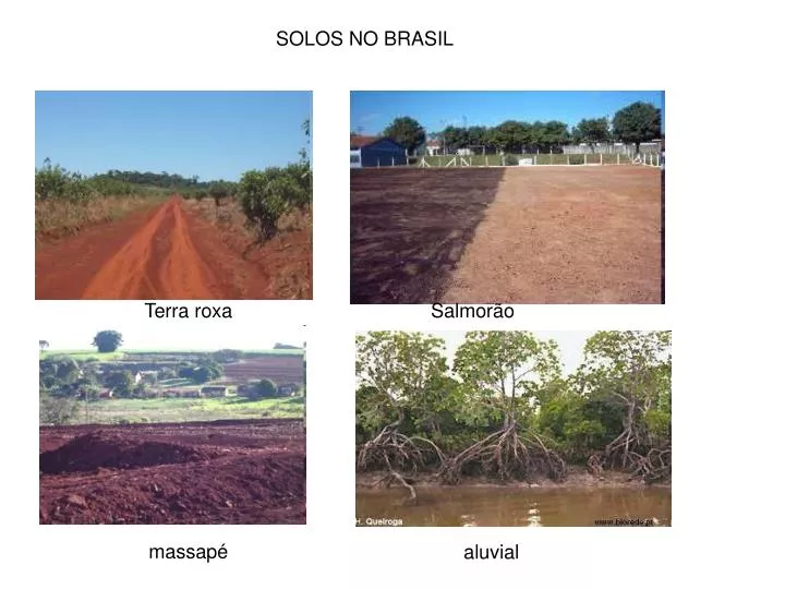 PPT - SOLOS NO BRASIL PowerPoint Presentation, free download - ID:4815009