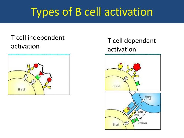 PPT - Humoral Immunity PowerPoint Presentation - ID:4815457