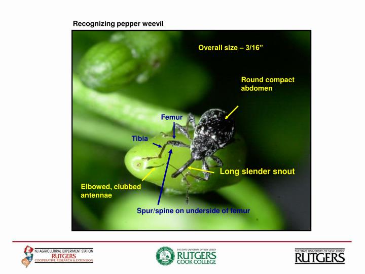 PPT - Pepper Weevil in New Jersey PowerPoint Presentation - ID:4816248
