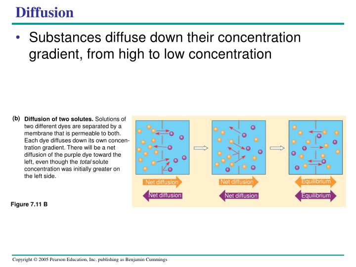 PPT - BIO 107 Lab # 4 Cell membranes, Osmosis & Diffusion PowerPoint ...