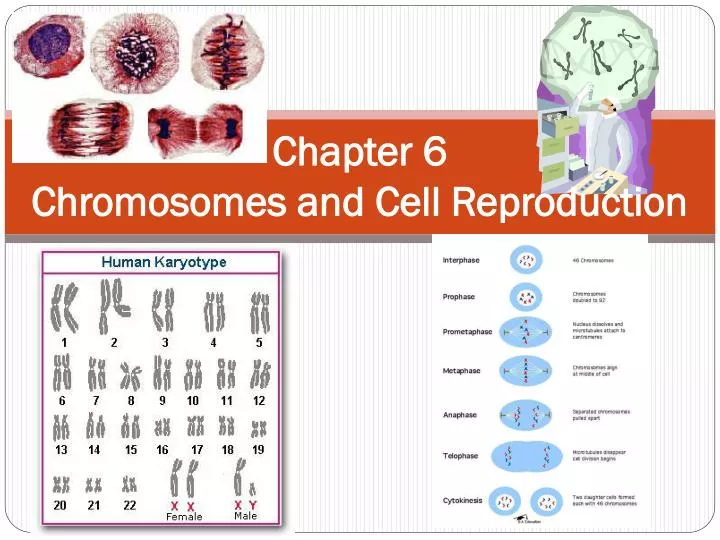 PPT - Chapter 6 Chromosomes and Cell Reproduction PowerPoint ...