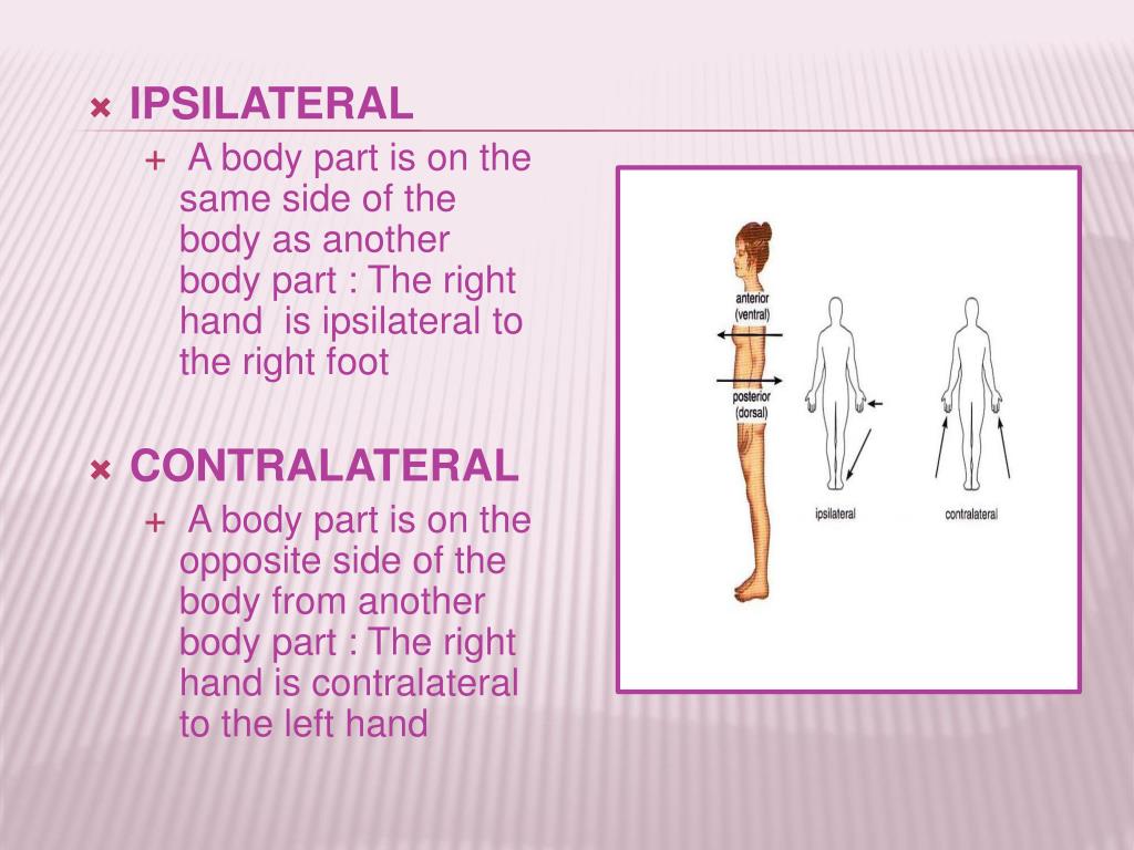 PPT - aNaTOMY OF HUMAN BODY fidya,drg,M.Si PowerPoint Presentation ...