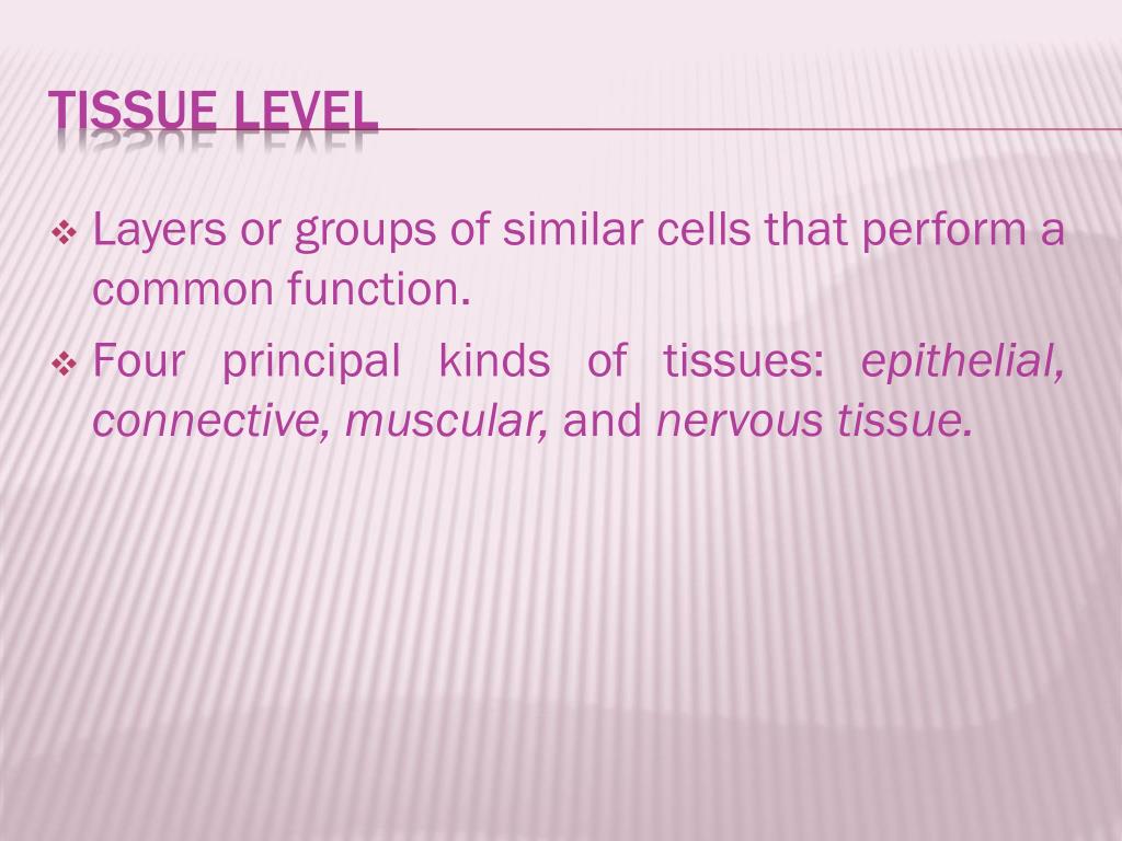 PPT - aNaTOMY OF HUMAN BODY fidya,drg,M.Si PowerPoint Presentation ...