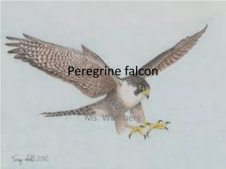 PPT - Peregrine falcon PowerPoint Presentation, free download - ID:4819859