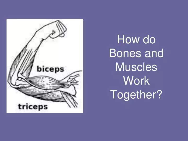 PPT How Do Bones And Muscles Work Together PowerPoint Presentation PPT How Do Bones And Muscles Work Together PowerPoint Presentation