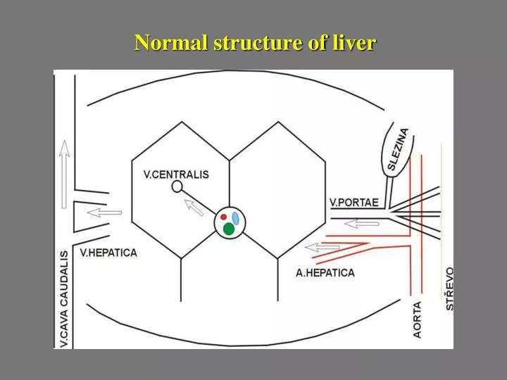 PPT - Normal structure of liver PowerPoint Presentation, free download ...