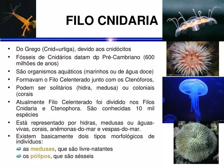 PPT - FILO CNIDARIA PowerPoint Presentation, free download - ID:4821788
