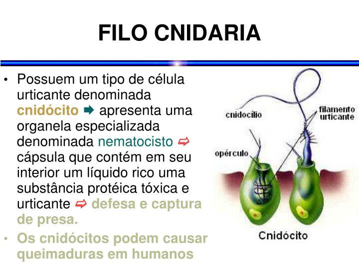 PPT - FILO CNIDARIA PowerPoint Presentation - ID:4821788