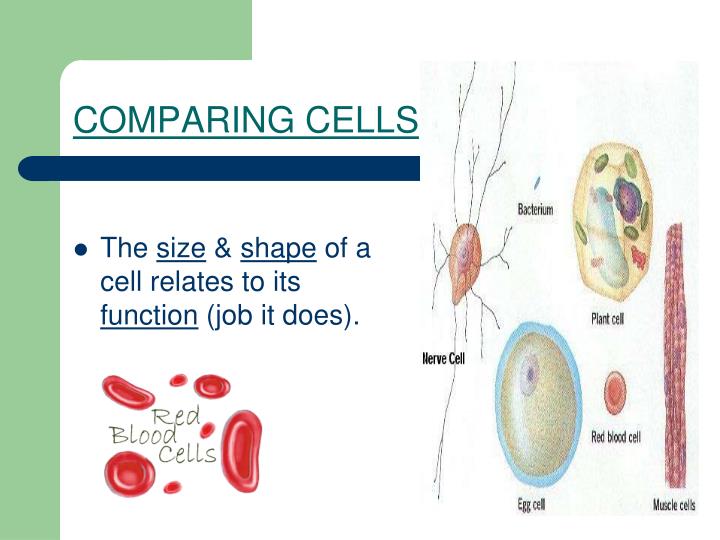 PPT - Cells: Plant and Animal PowerPoint Presentation - ID:4822026