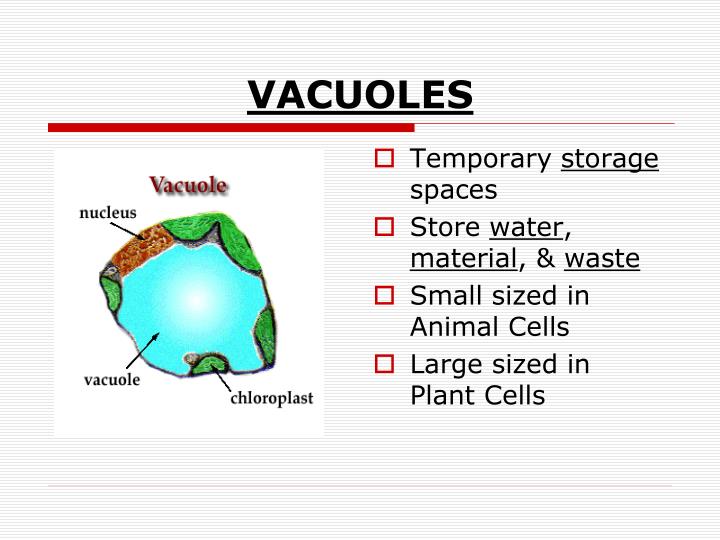 PPT - Cells: Plant and Animal PowerPoint Presentation - ID:4822026