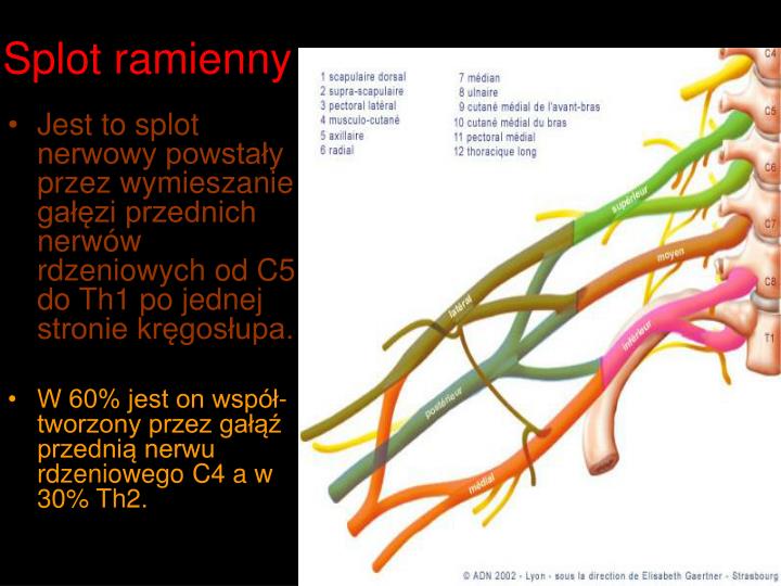 PPT - Splot ramienny PowerPoint Presentation - ID:4822196