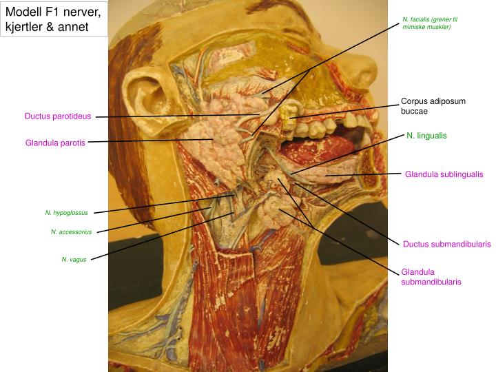 Glandula Submandibularis Anatomie Funktion Und Klinik