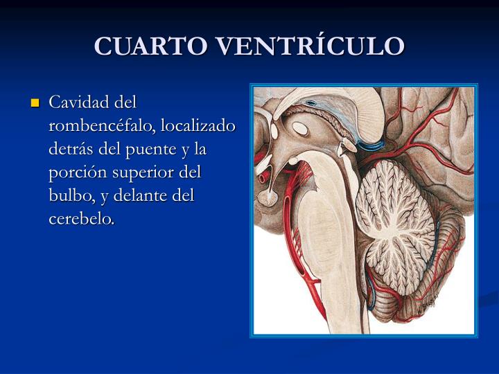 PPT - IV VENTRÍCULO MENINGES LÍQUIDO CEFALORRAQUÍDEO PowerPoint ...
