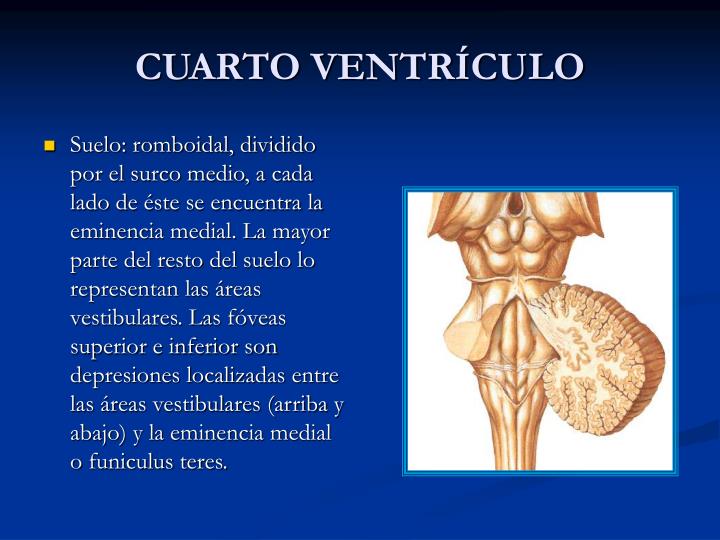 PPT - IV VENTRÍCULO MENINGES LÍQUIDO CEFALORRAQUÍDEO PowerPoint ...