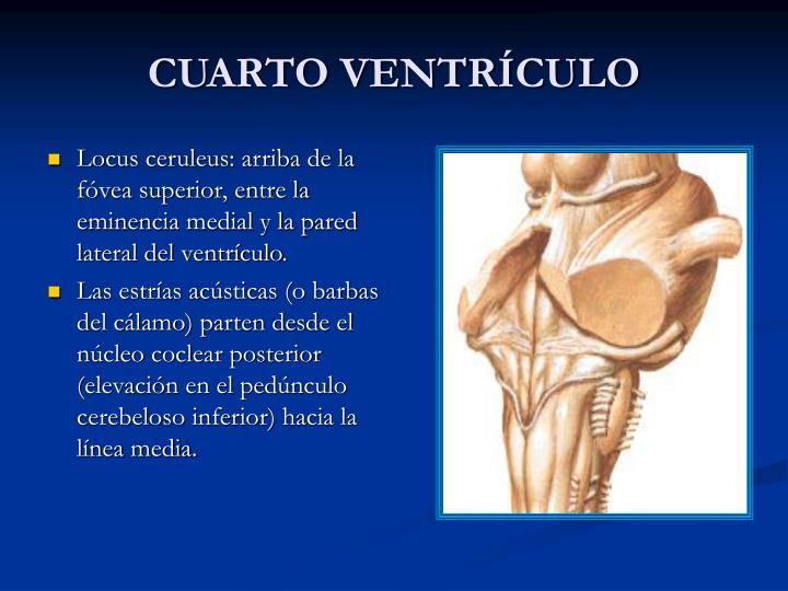 PPT - IV VENTRÍCULO MENINGES LÍQUIDO CEFALORRAQUÍDEO PowerPoint ...