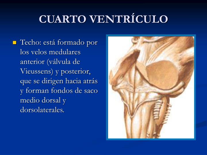 PPT - IV VENTRÍCULO MENINGES LÍQUIDO CEFALORRAQUÍDEO PowerPoint ...
