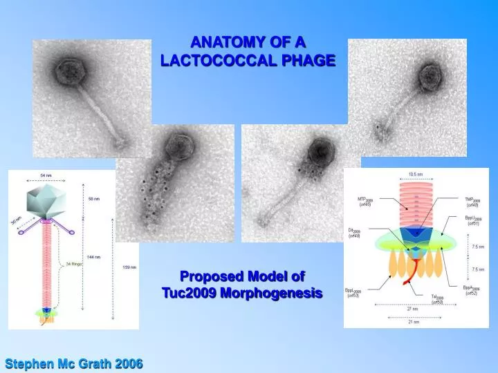 PPT - ANATOMY OF A LACTOCOCCAL PHAGE PowerPoint Presentation, free ...