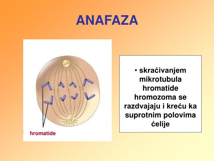 PPT - ĆELIJSKE DEOBE PowerPoint Presentation - ID:4825500