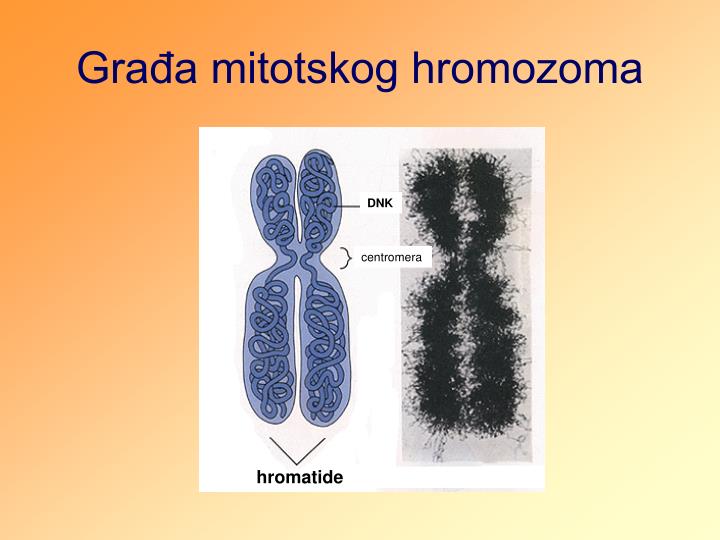 PPT - ĆELIJSKE DEOBE PowerPoint Presentation - ID:4825500