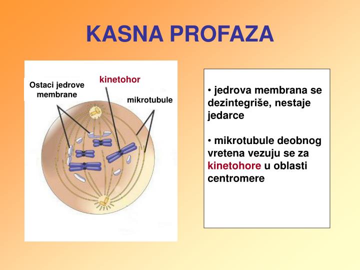 PPT - ĆELIJSKE DEOBE PowerPoint Presentation - ID:4825500