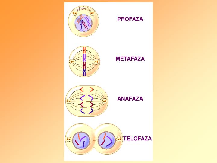 PPT - ĆELIJSKE DEOBE PowerPoint Presentation - ID:4825500