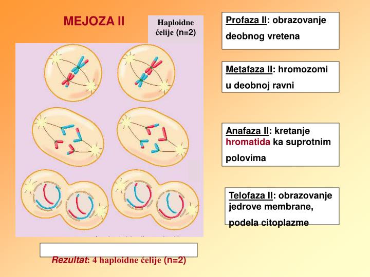 PPT - ĆELIJSKE DEOBE PowerPoint Presentation - ID:4825500
