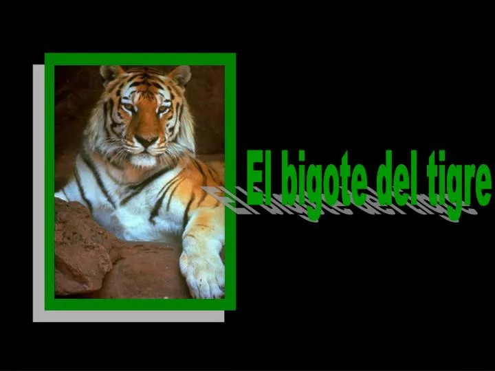 PPT - El bigote del tigre PowerPoint Presentation, free download - ID:4826937